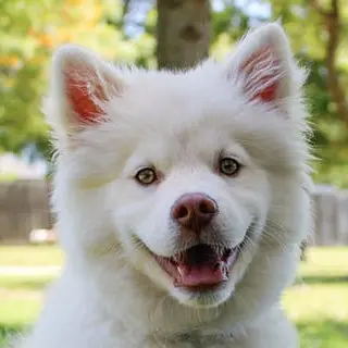 Acorn Admin Template | Tabular Data